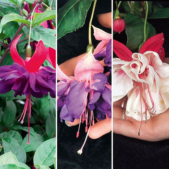 Fuchsia Plants - Giant Double-flowered Trailing Collection | Suttons