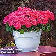 Geranium 'Pretty Little Pink Splash' | Suttons