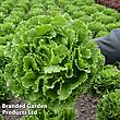 Lettuce 'Burger Leaf' | Suttons