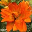 Lily 'Hulk'