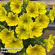 Petunia ‘Capella™ Hello Yellow’ | Suttons